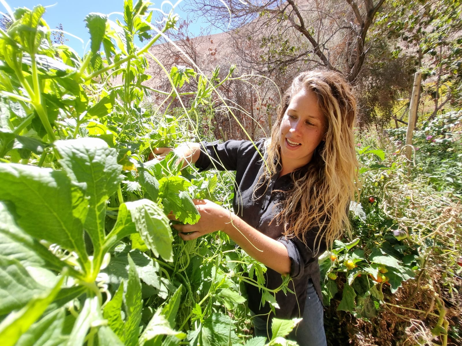 Región de Coquimbo. La fascinación de una joven británica por dedicarse ...